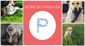 Noms de chien en P, 50 idées pour tous les goûts (2019)