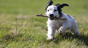 5 faits à connaître absolument sur le Cocker Spaniel Anglais