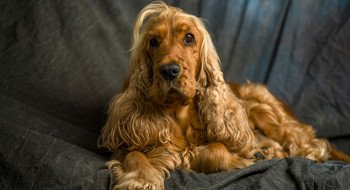 Mon Cocker Anglais perd ses poils, est-ce normal